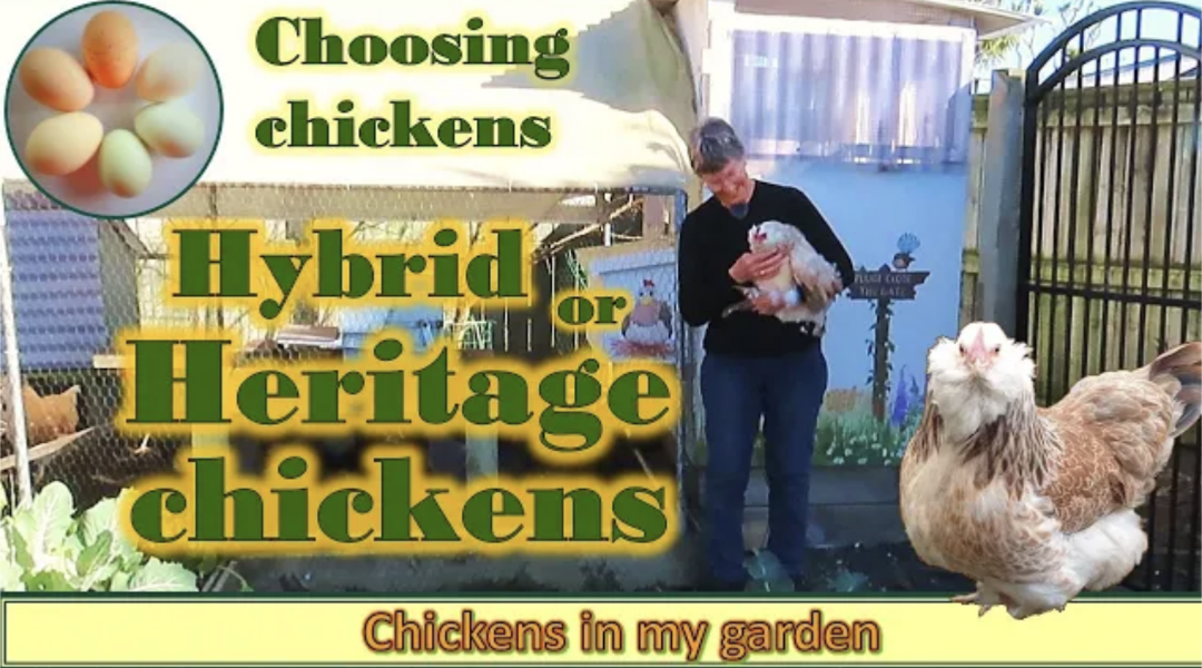 Here’s an amazing video on the differences between commercial hybrid ...